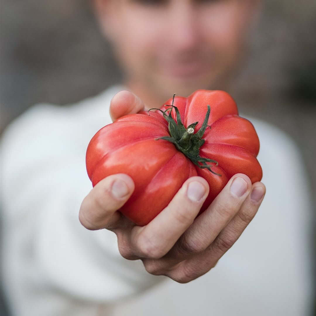 The Colourful And Flavourful History Of The Tomato: From Mesoamerica To ...