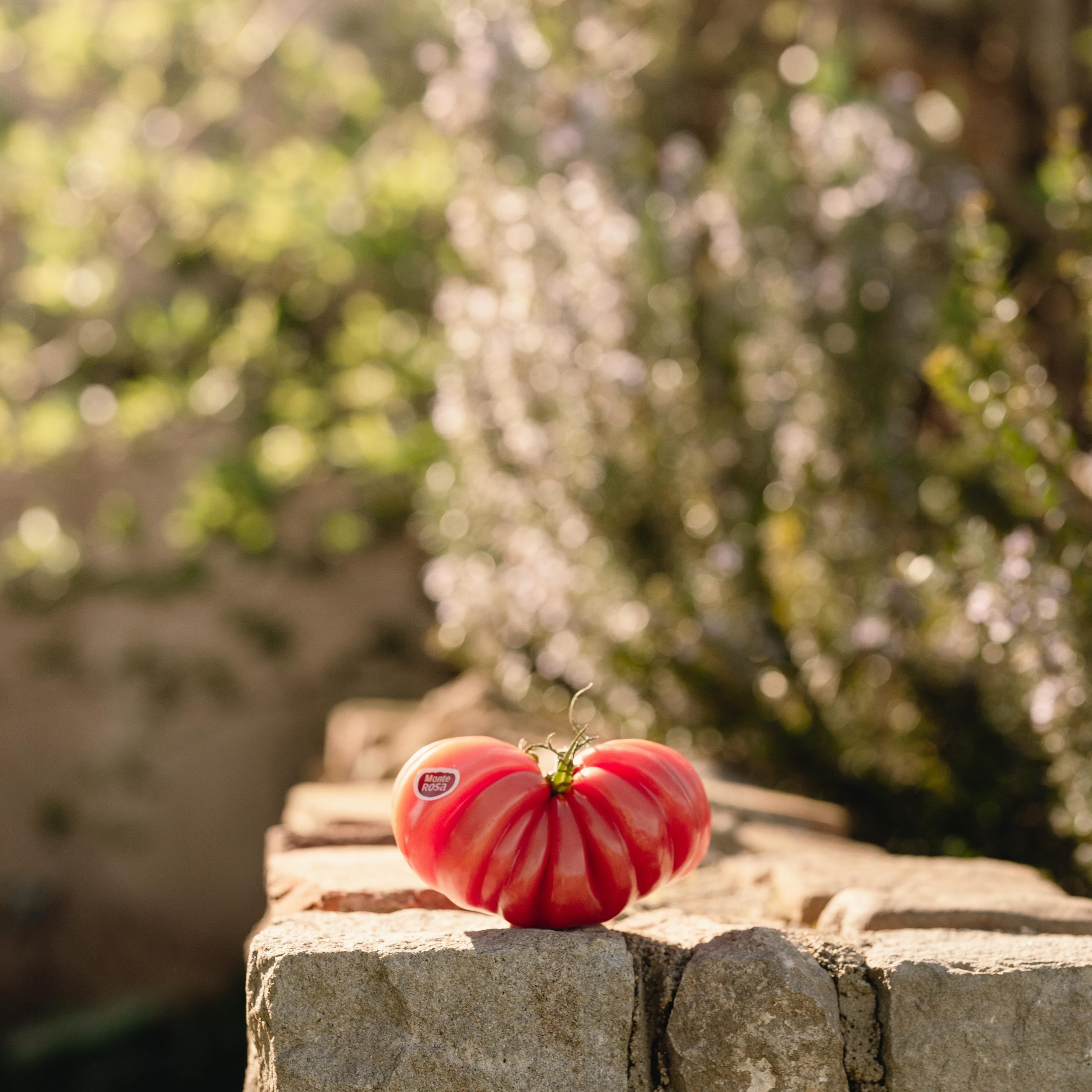 La Historia Colorida Y Sabrosa Del Tomate: Desde Mesoamérica Hasta Tu ...