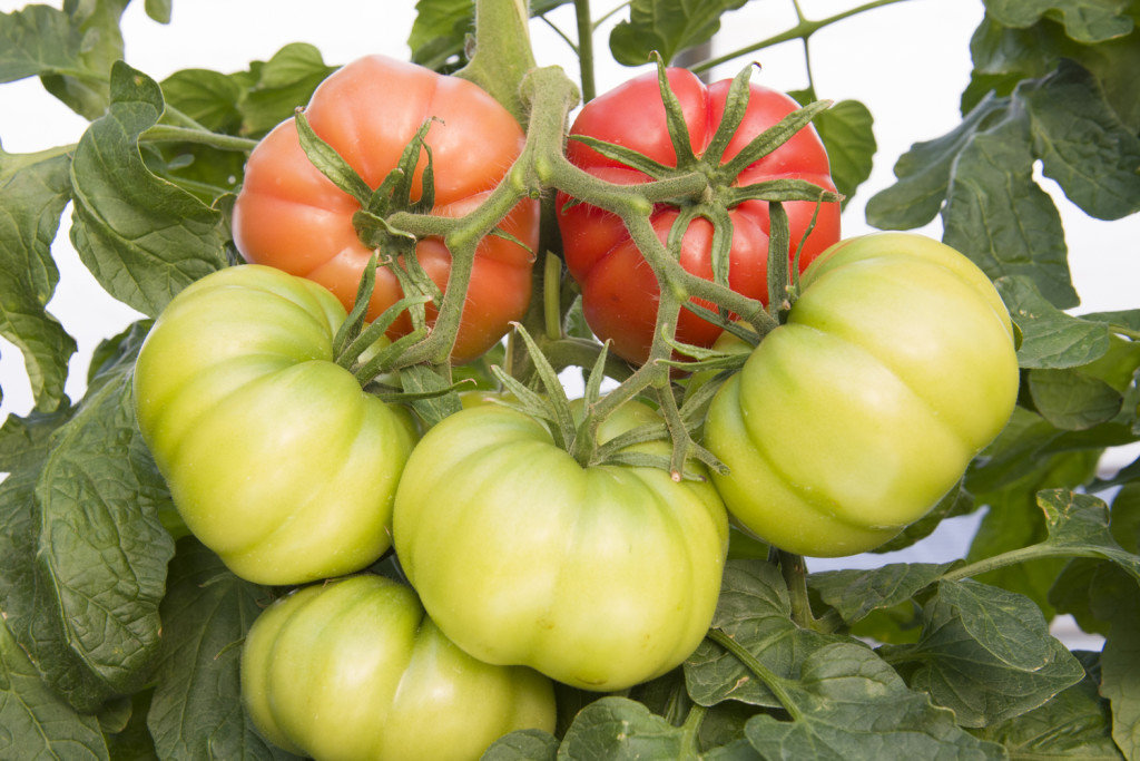 Monterosa, the best tomato | Monterosa